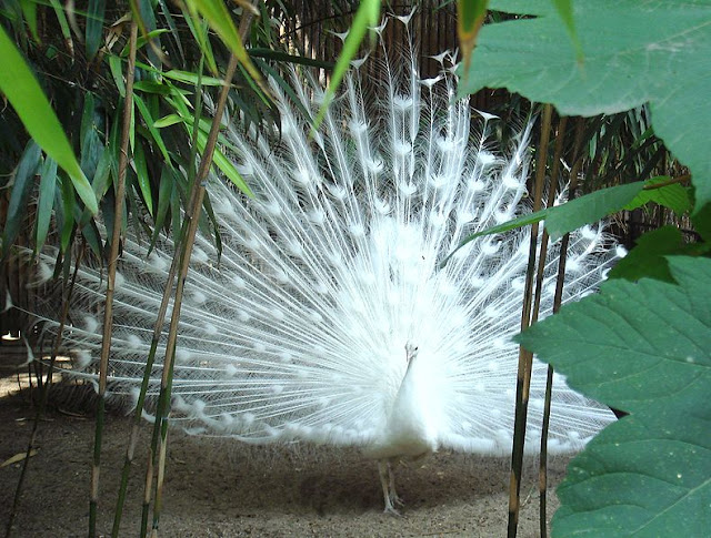 Just A Nice Word Indian White Peacock