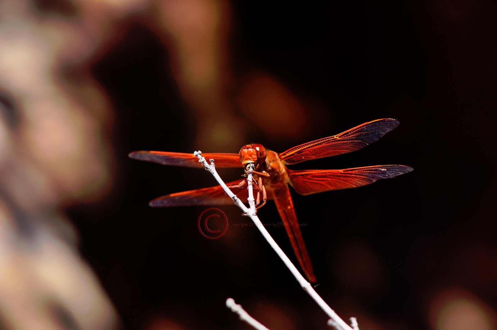 Donna Heppler's Photo's