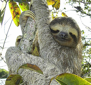 Sloth | Animal Wildlife