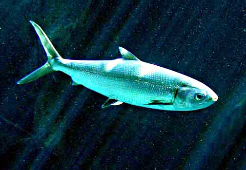 Milkfish ~ Aquatic Animals