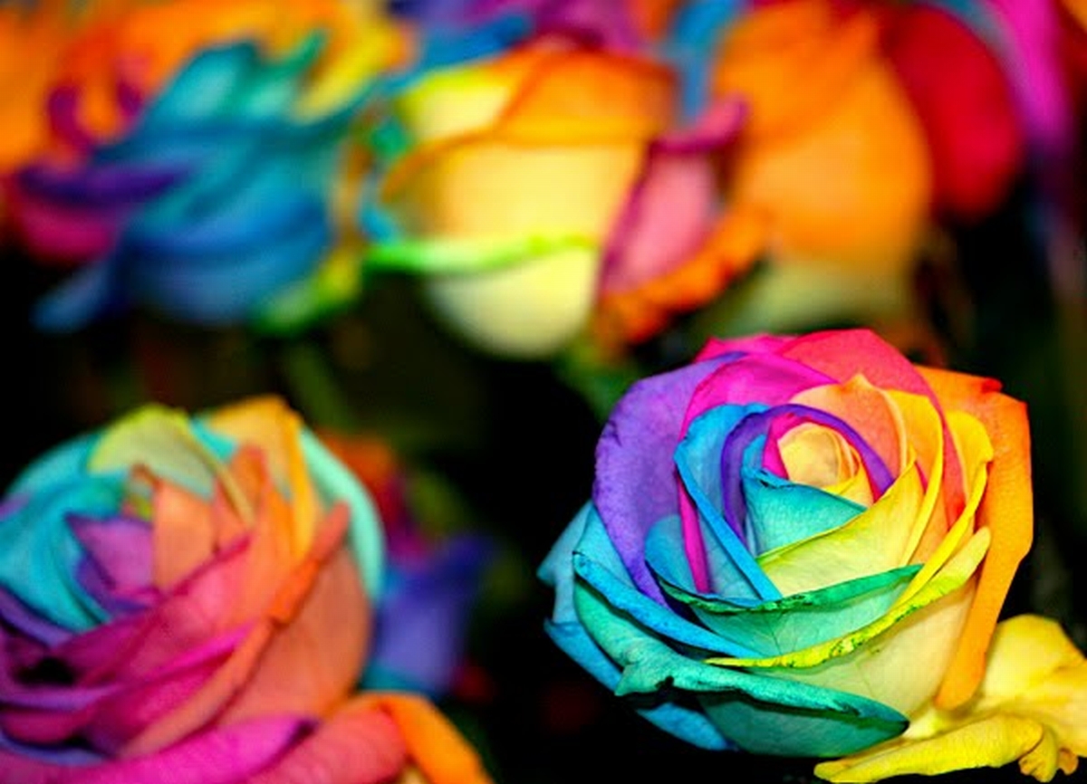 Las Fotos Mas Alucinantes: rosas de colores