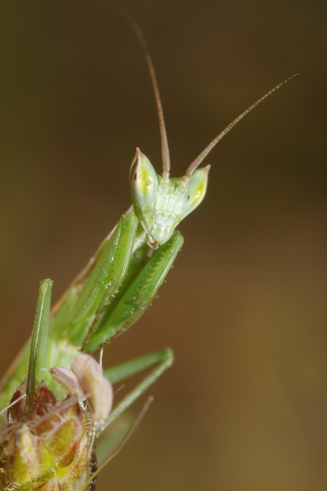 Cerca del Bullaque y de la sierra.: ¿Cuál es el ser vivo más grande del ...