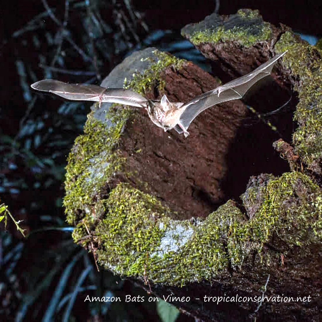 Amazon Bats