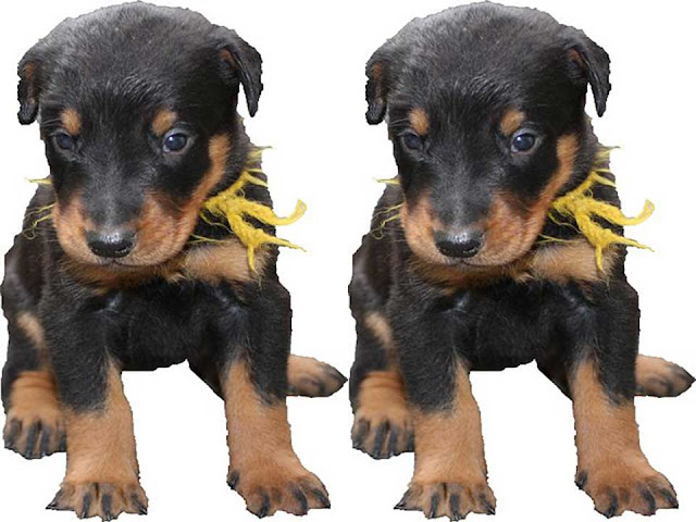 Cute Pictures of Beauceron Puppies