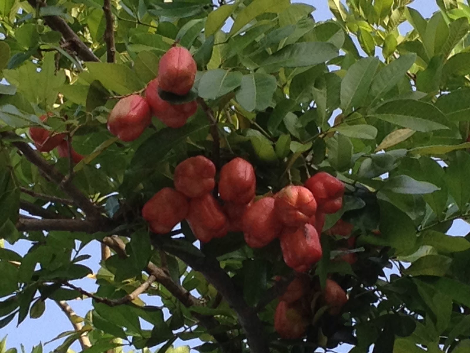 Do You Really Know What You're Eating?: Enjoying lunch under an almond ...