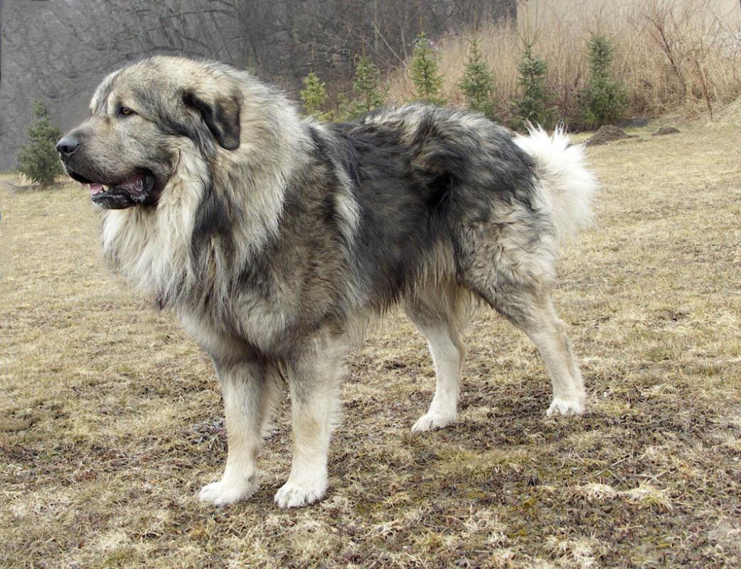 Visit Macedonia: Traditional Sharr Mountain Dog