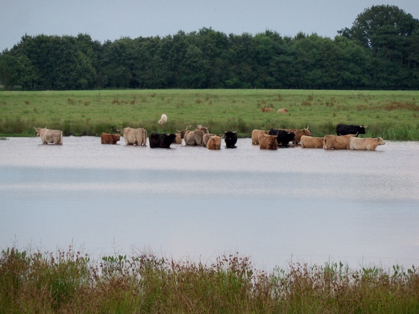 De tante van Tjorven: De beeldentuin in Gees