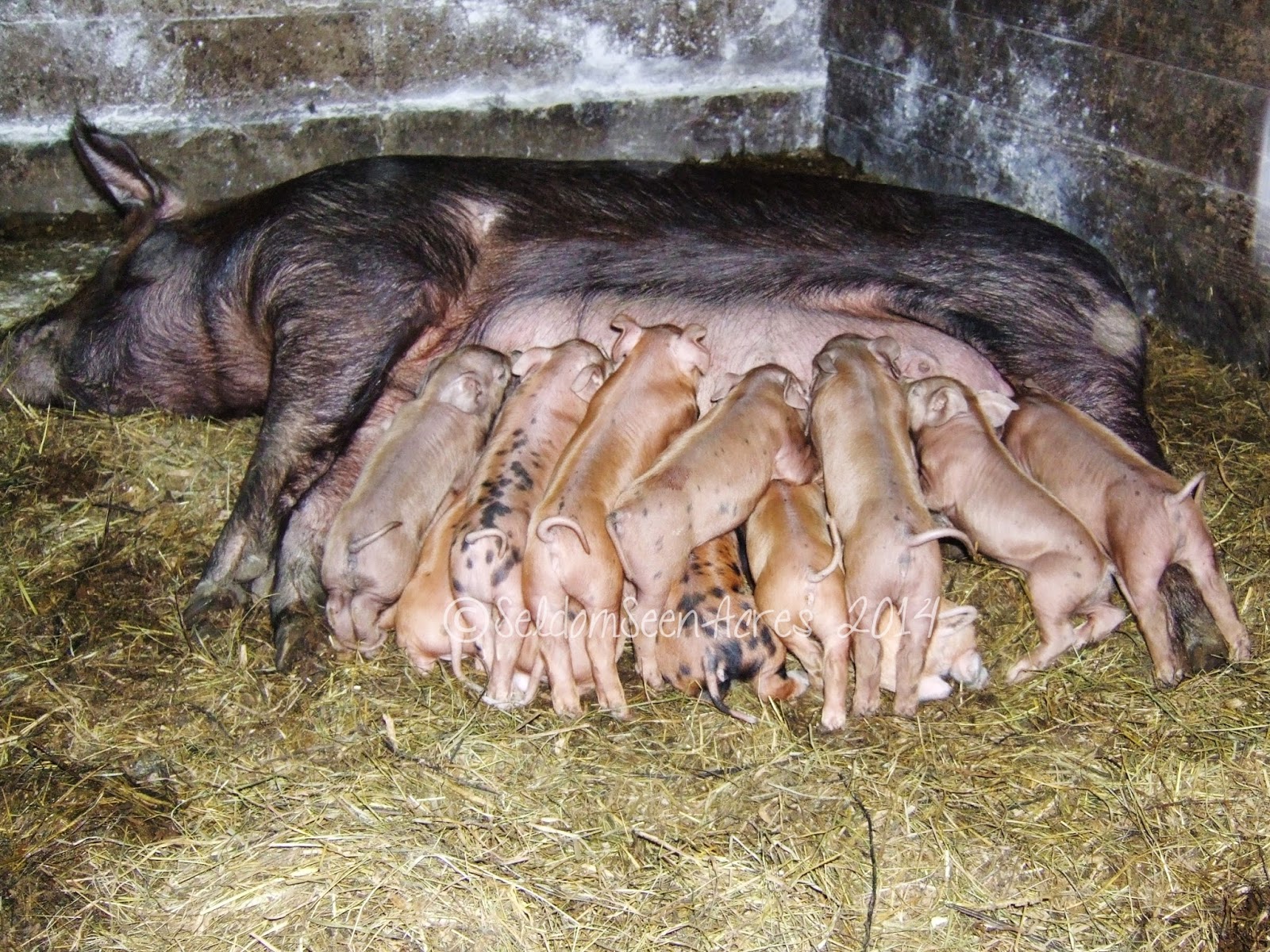 Seldom Seen Acres: The baby pigs have arrived!