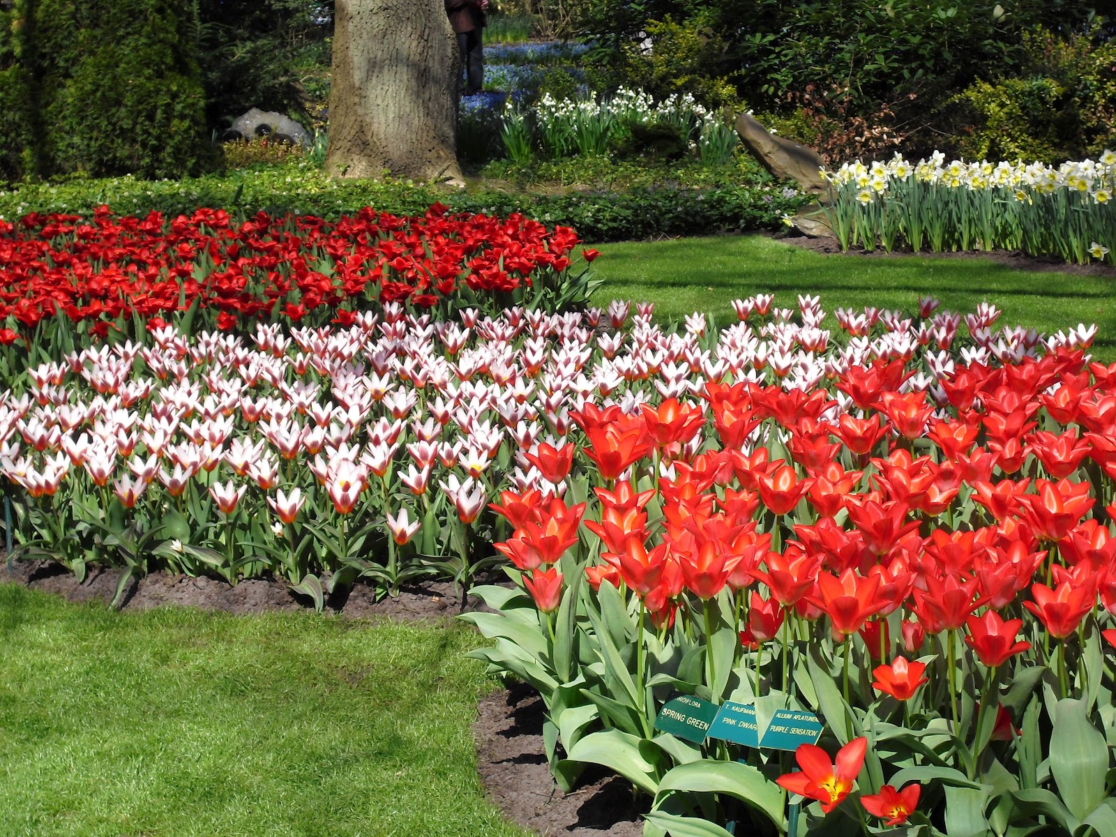 When In Amsterdam...: Holland's Keukenhof Gardens Open: Happy Spring!