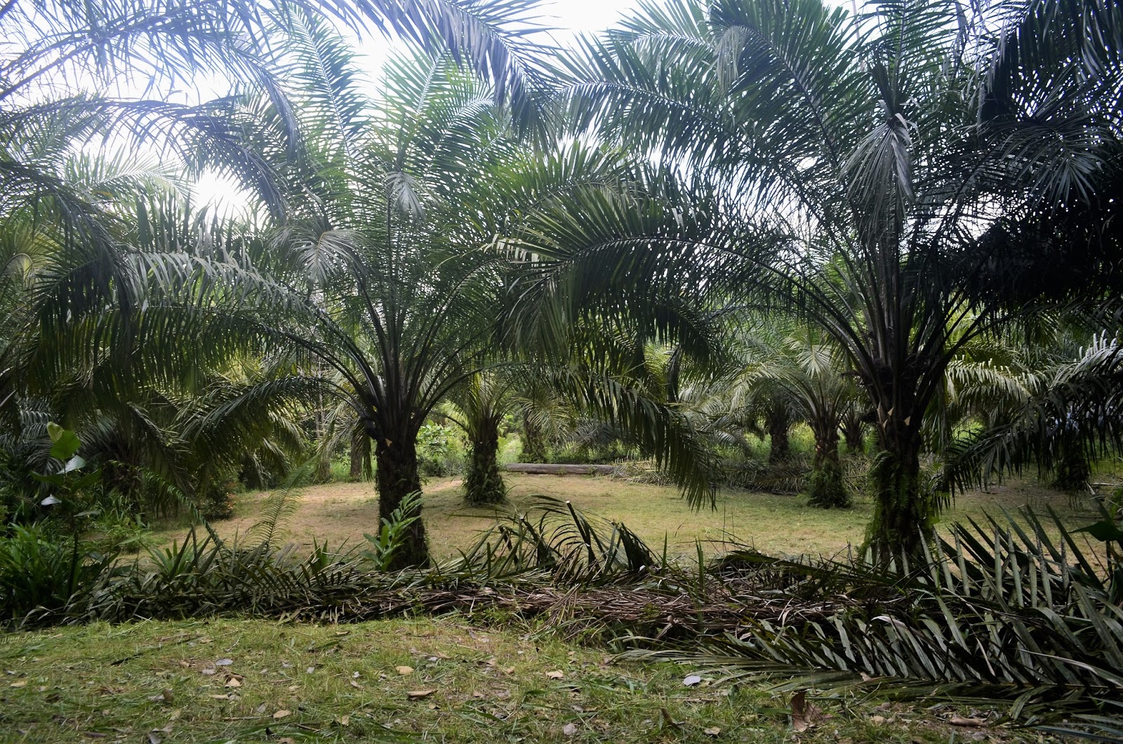 The Kambatik Park, Bintulu.: Pruning works to oil palm trees