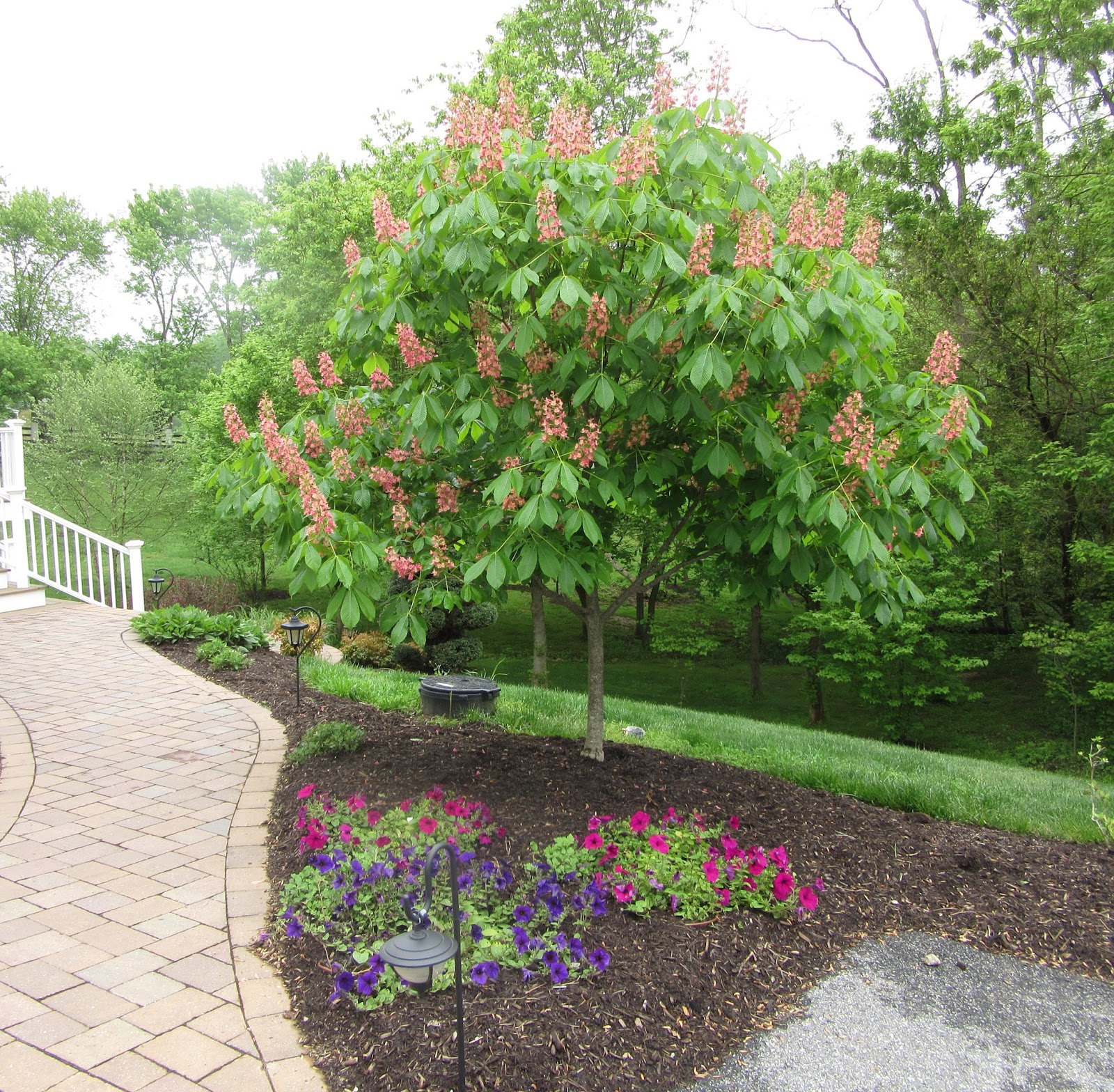 Whistling Prairie: Beautiful Buckeye