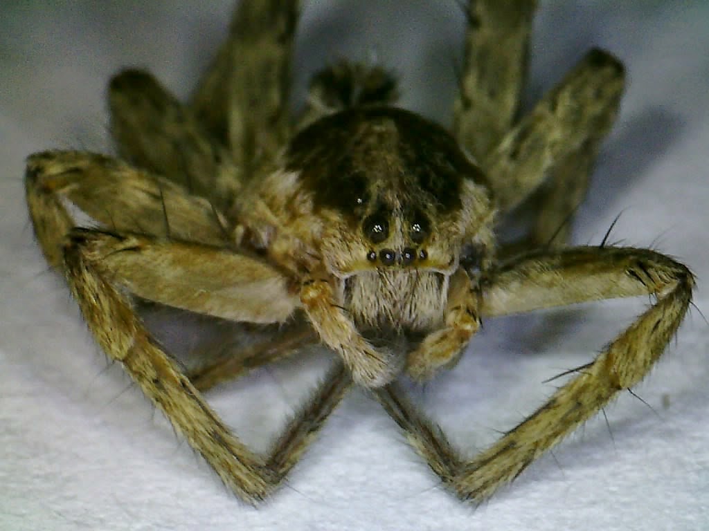 Araña Lobo de Puerto Rico (Pardosa portoricensis) - Puerto Rico Loves ...