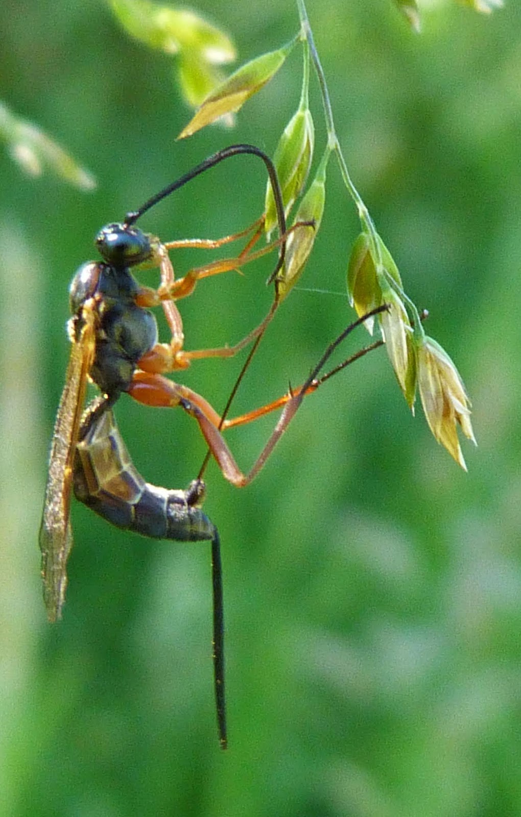Insects of Scotland: Bees/Wasps/Ichneumons/Sawflies/Ants
