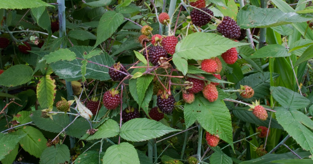 Los frutos de Colombia: Mora