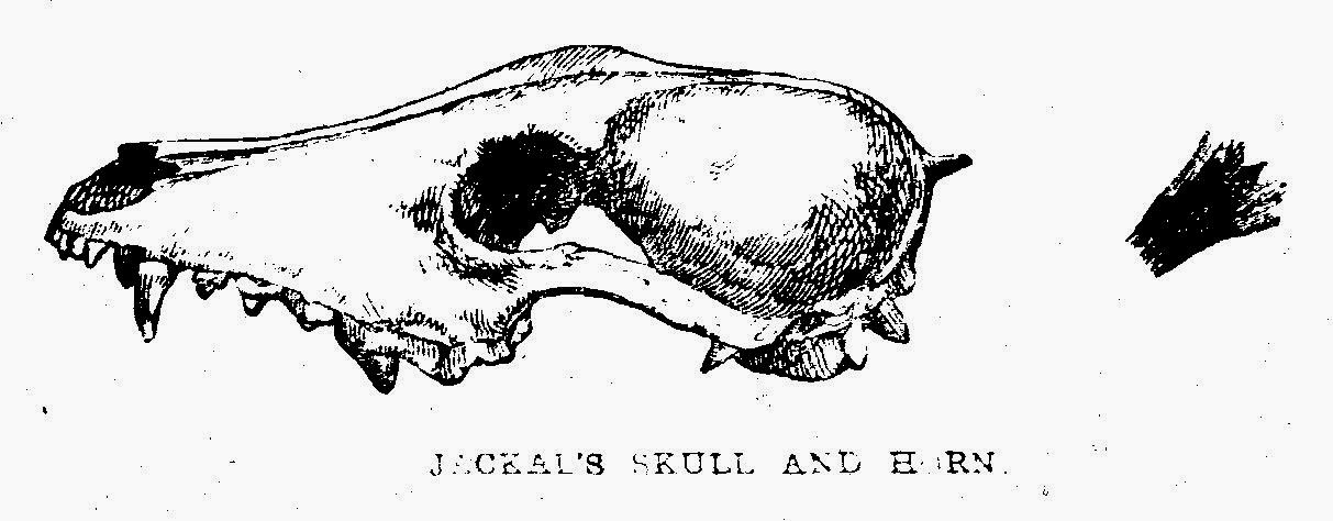 Dawat e Rohaniat ~*~ دعوتِ روحانیت: The Gidar Singhi Talisman