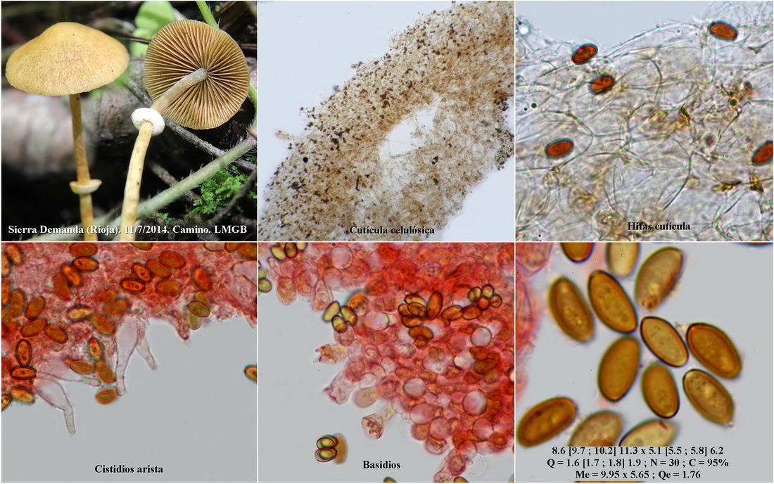 Microscopía de hongos. Vol 1 . A - C: Conocybe rugosa