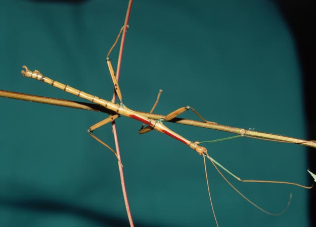 10 Biggest Bugs on Earth | NagaNewsJournal