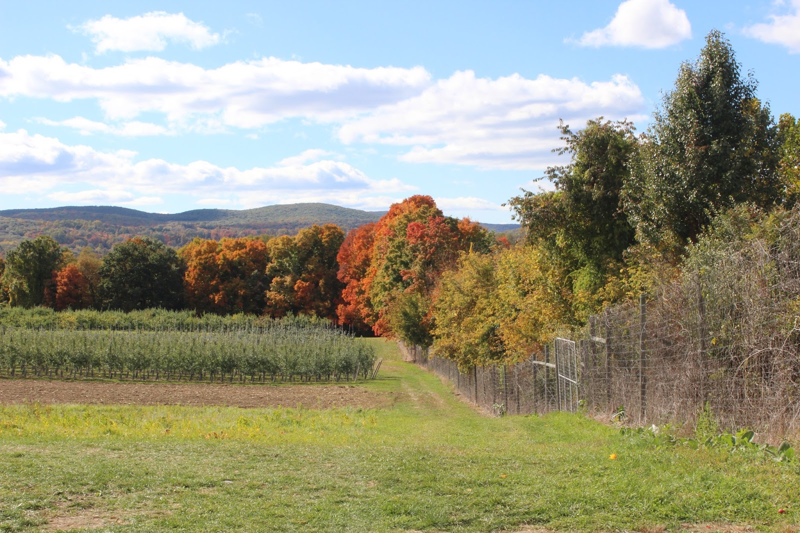 Apple Picking at Fishkill Farms — Patty's Kloset