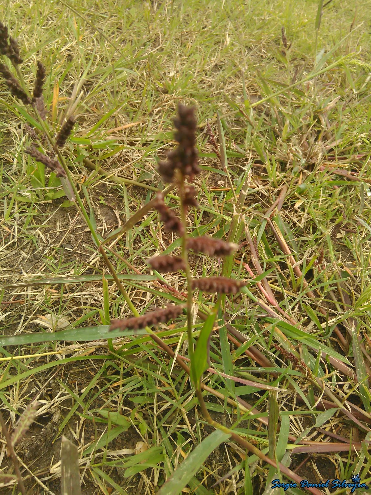Flora Nativa de Entre Rios