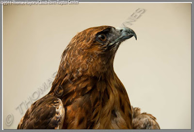 Landing Heron.. awkward beauty Cats, Photos,Jewelry,Jesus: Older Red ...