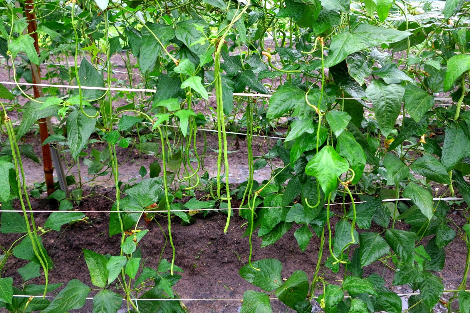 Starving for Health...: Farm Visit: Baba Educational Farm Tour In ...