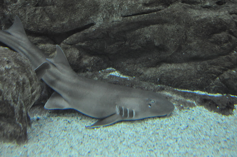ZOOTOGRAFIANDO (6.096 ANIMALS): TIBURÓN BAMBÚ / BROWN-BANDED ...