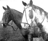 El GAUCHOGUACHO: Mancha y Gato