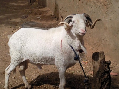 La planète d'animale