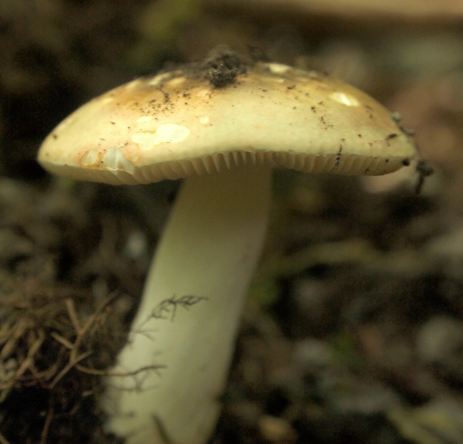 Calderdale Fungi - Halifax Scientific Society - Mycology Section ...
