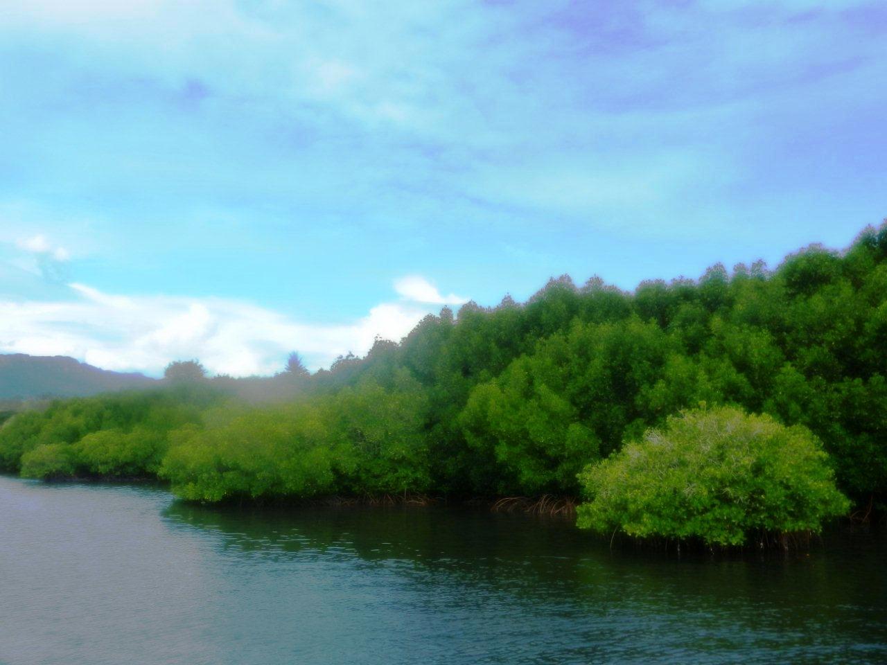 Malum Nalu: Mangroves of Bootless Bay