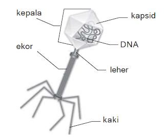 Struktur Virus (Kapsid, Kapsomer, Dan Struktur Tambahan) - Diary Bersama