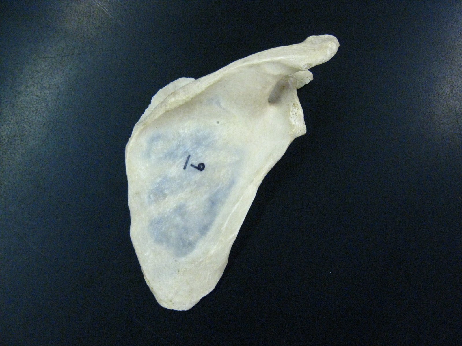 Boned: Human Skeleton - scapula