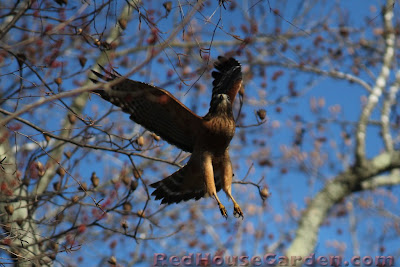 Red House Garden: Two Big Hawks, Sittin' in a Tree...