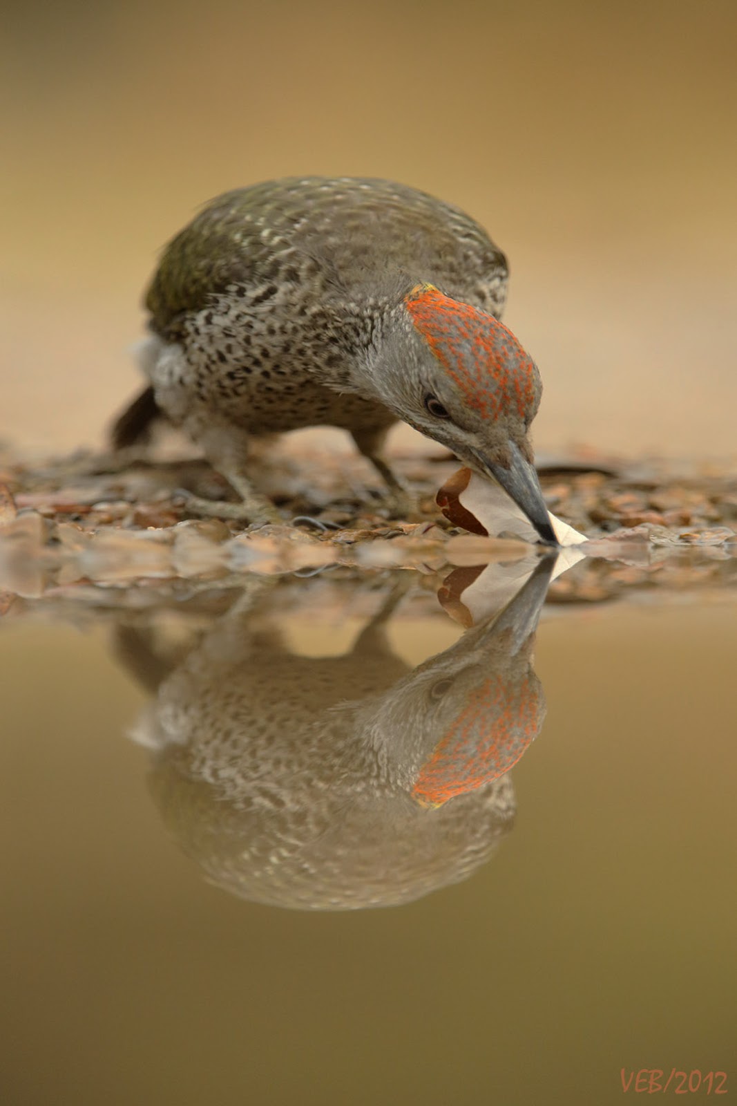 COLORS NATURALS: PITOS REALES