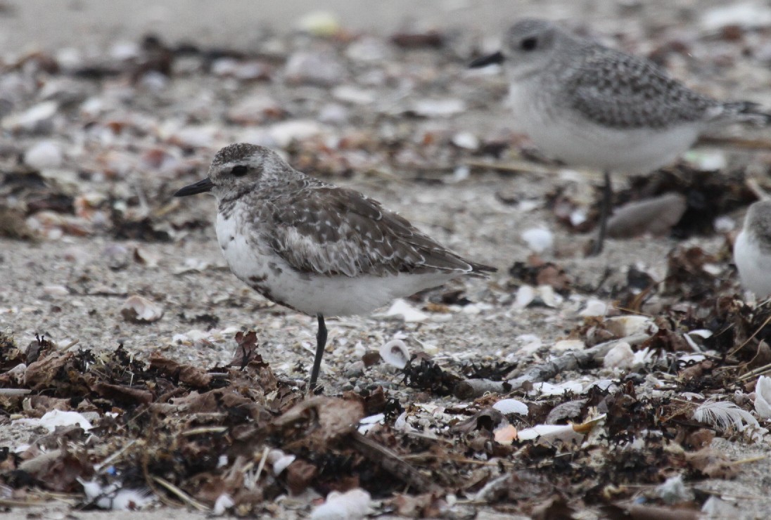 New England Coastal Birds: Oct. Shorebirds & Seabirds; Seven days CT to ...