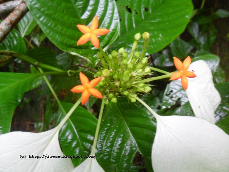Wild mussaenda - Mussaenda frondosa