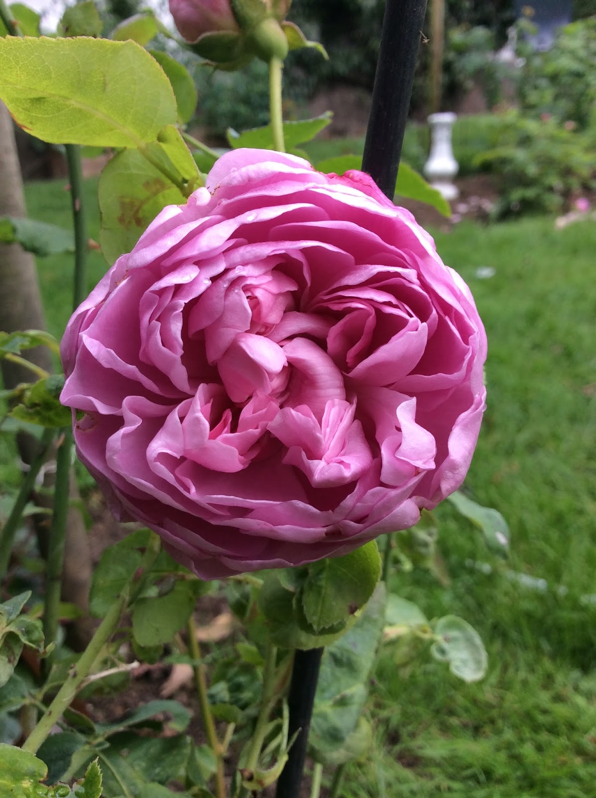 Bag bøgehækken: Mine David Austin roser