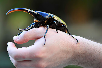 All About Wild Life Information: Hercules Beetle Info and Pictures