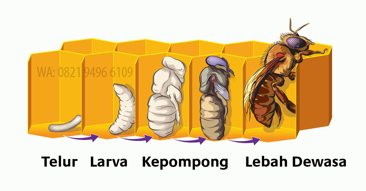 Siklus Hidup Lebah | Madu Asli - High Desert