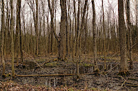 Hiking in Ontario: Elliott Tract - Halton Regional Forest