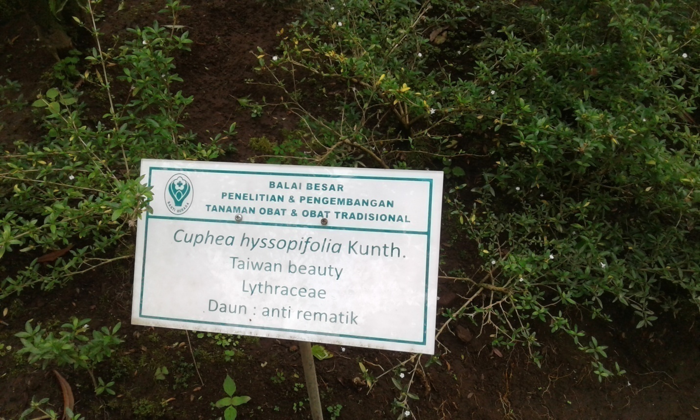 Nama-nama Simplisia 5 - Farmakognosi Simplisia