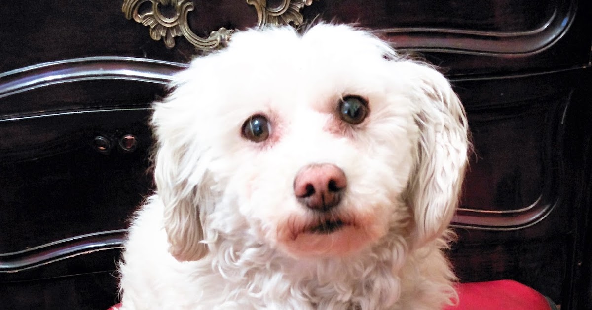 Dogs Luv Us and We Luv Them: Dog Left Behind