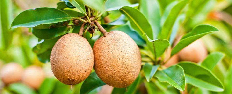 Kisah Mengenai Gula-Gula Getah (Chewing Gum) |MyRokan