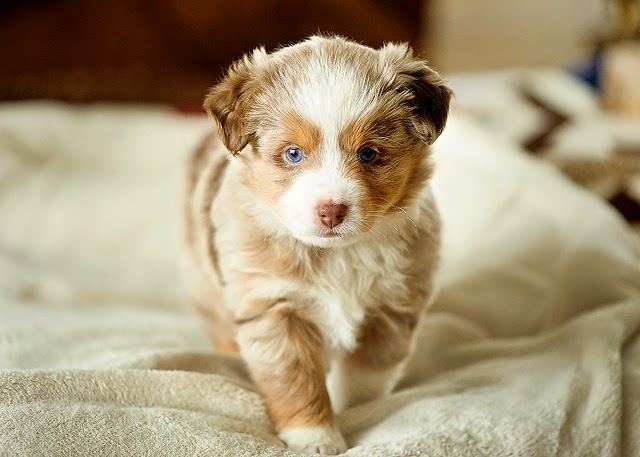 Bunker's Mini and Toy Aussie's