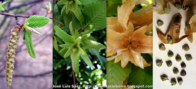 PLANTAR ÁRBOLES y arbustos: Árboles Autóctonos de España
