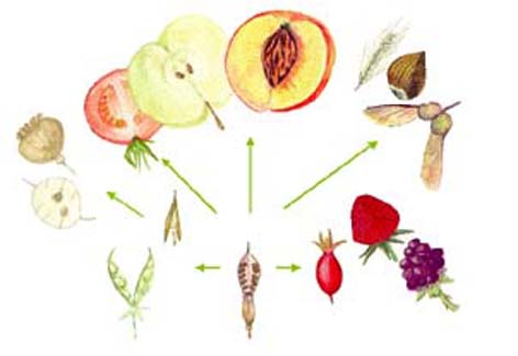 Birds To Dinosaur: Development of Bright Colors in Birds' Feathers