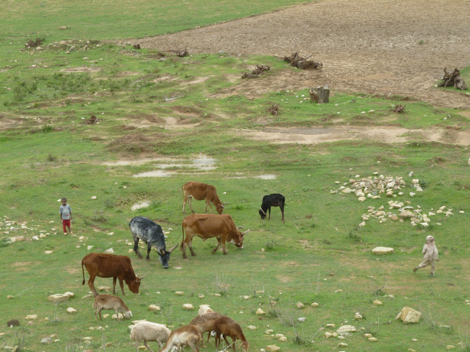 Operation: Wukro: 2014