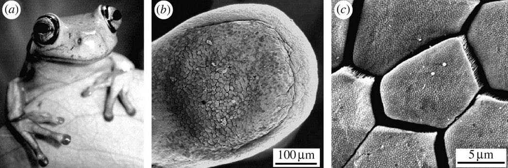 Biomimicry of Frogs - A Study of Nature's Best Ideas: Inspiration of ...