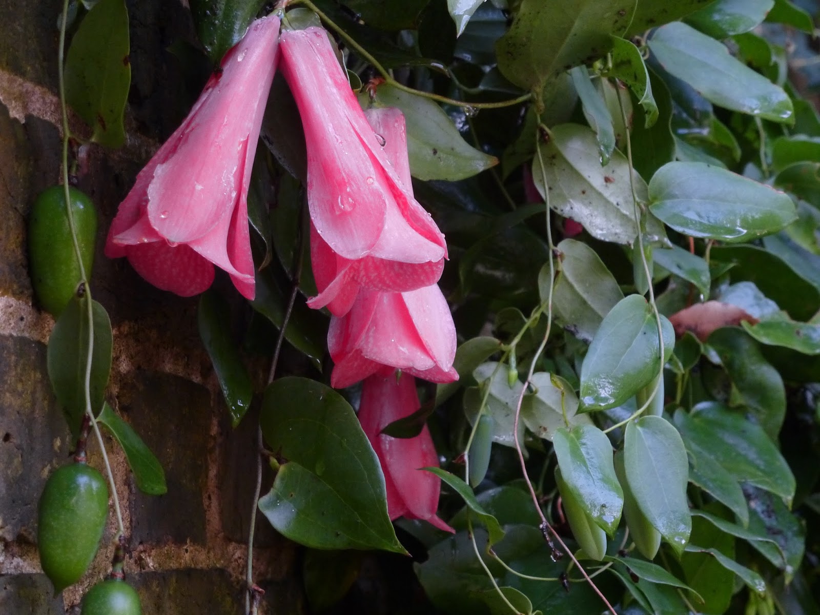 Fernando Ruz: Plantas nativas de Chile: Copihue (Lapageria rosea)