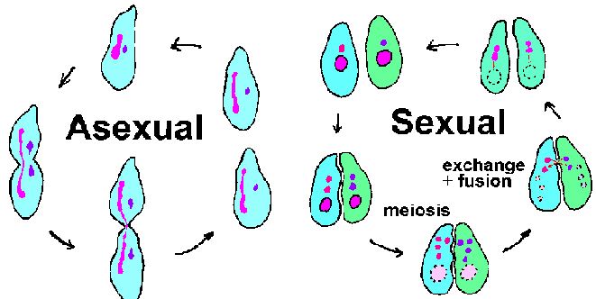 Asexual vs.Sexual reproduction |Genetic Engineering Info